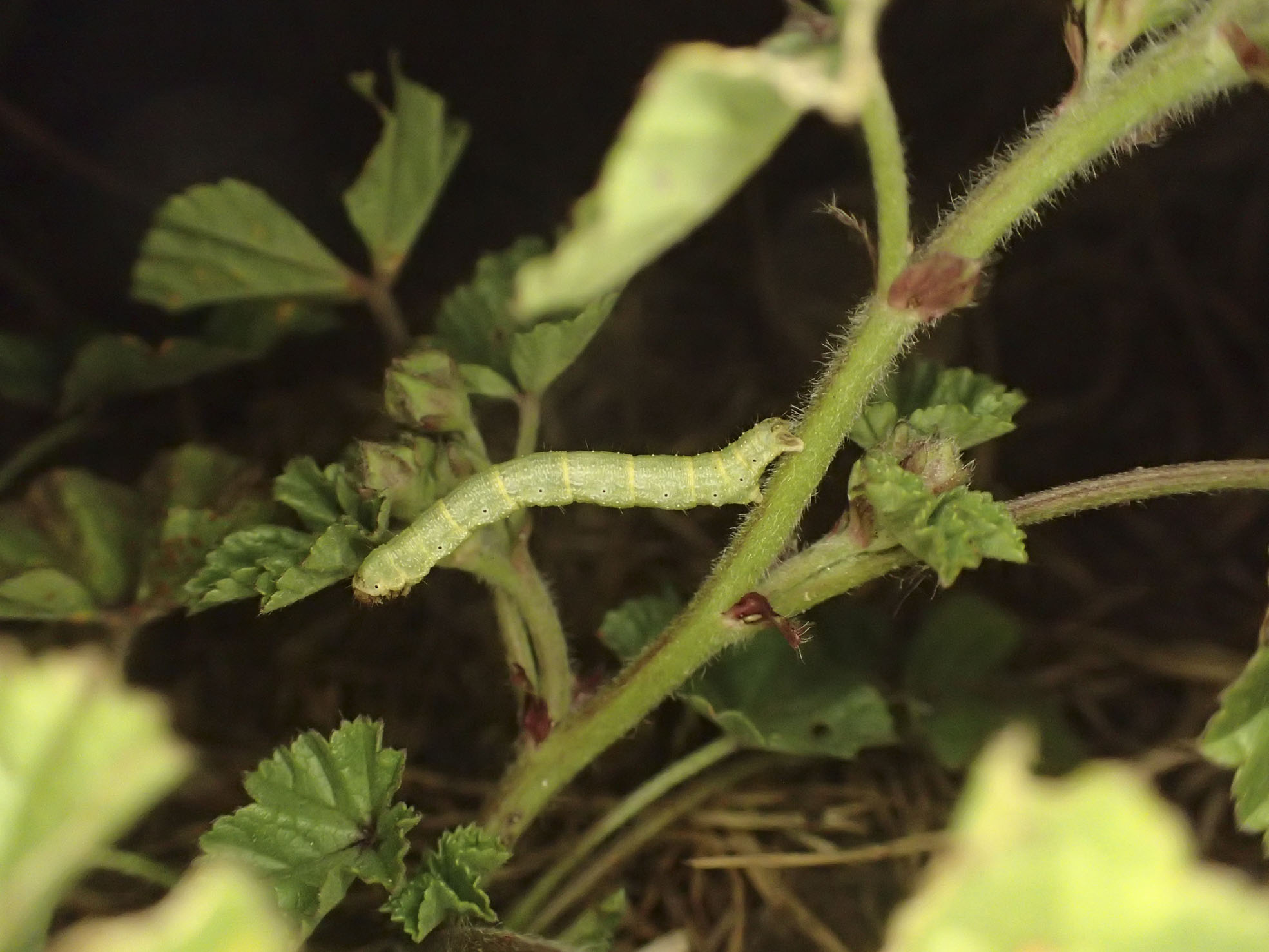 Mission Mallow – Moth World