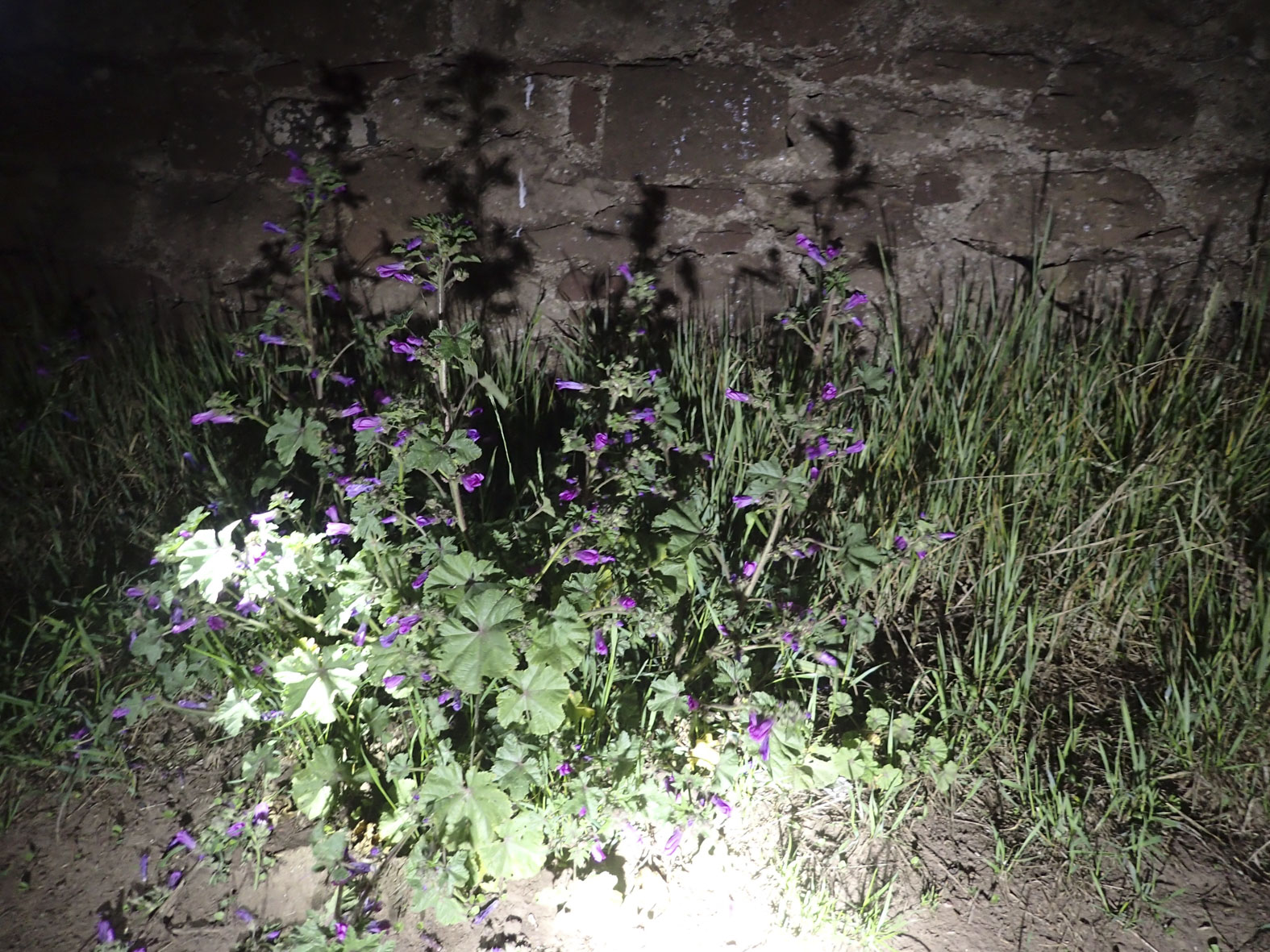 Mission Mallow – Moth World