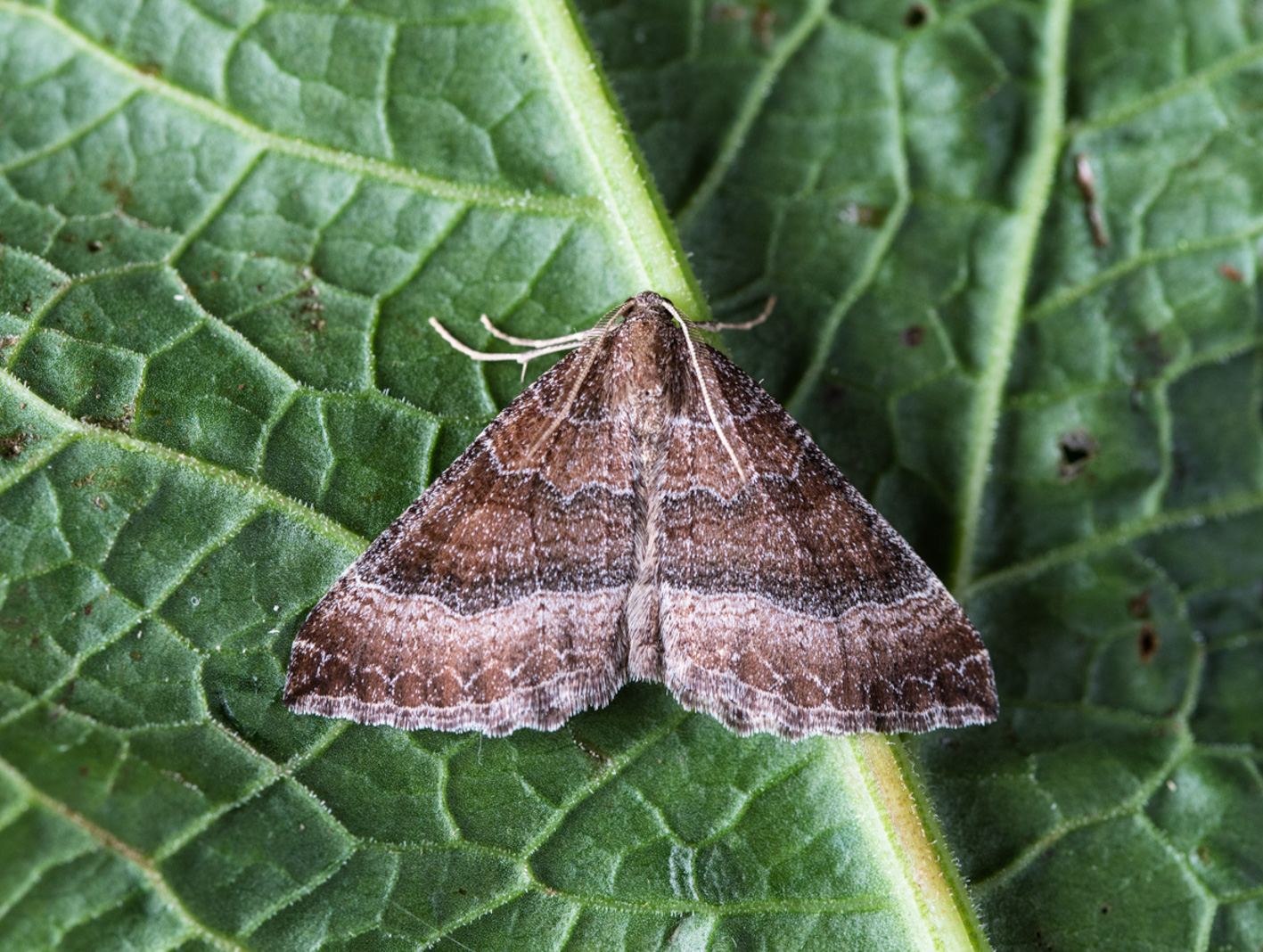 Moths – Moth World