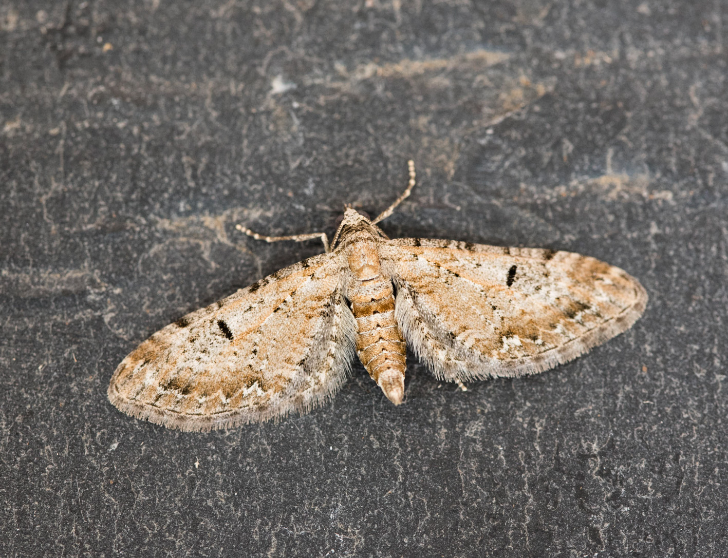 Moths – Moth World